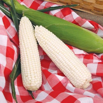 White Corn, White Corn Seeds. Reimer Seeds