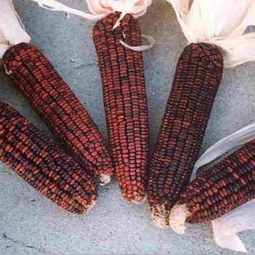 Corn, Corn Seeds. Reimer Seeds