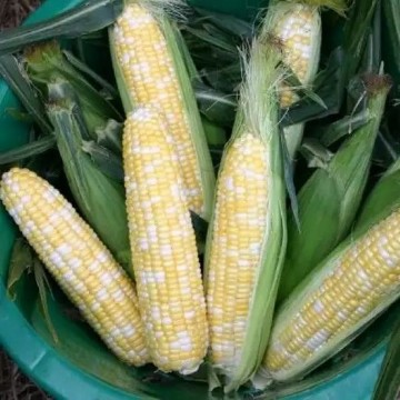 Bi Color Corn, Bi Color Corn Seeds, Bi-Color Corn, Bi-Color Corn Seeds ...