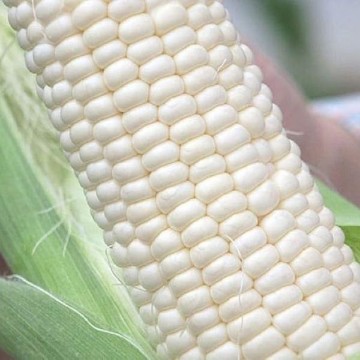 White Corn, White Corn Seeds. Reimer Seeds