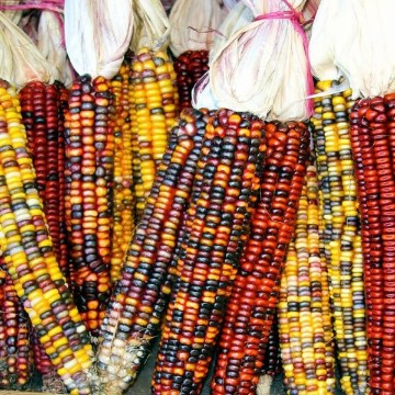 Corn from United States of America, Corn Originating from United States ...