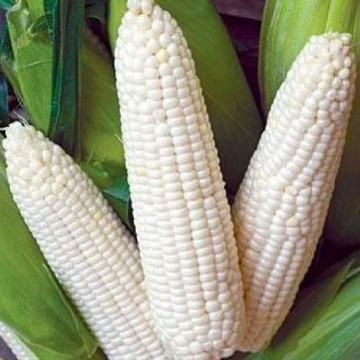 White Corn, White Corn Seeds. Reimer Seeds