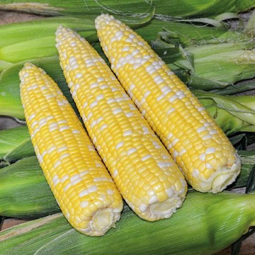 Bi Color Corn, Bi Color Corn Seeds, Bi-Color Corn, Bi-Color Corn Seeds ...