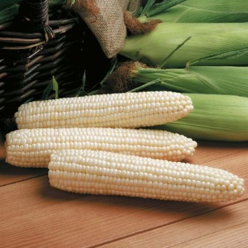 White Corn, White Corn Seeds. Reimer Seeds