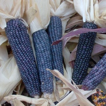 Popcorn, Popcorn Seeds. Reimer Seeds