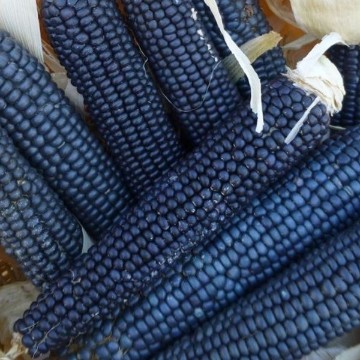 Corn, Drought Tolerant Corn. Reimer Seeds