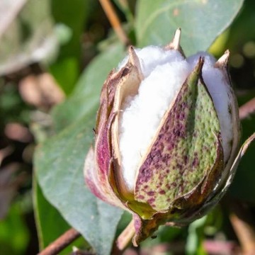 White Cotton, White Cotton Seeds. Reimer Seeds