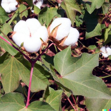 White Cotton, White Cotton Seeds. Reimer Seeds