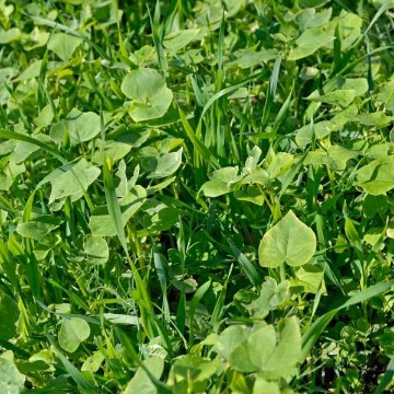 Cover Crops, Cover Crops Seeds. Reimer Seeds