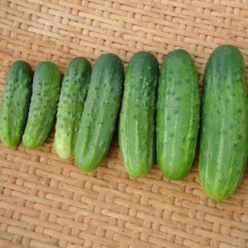 Slicing Cucumber, Slicing Cucumbers, Slicing Cucumber Seeds. Reimer Seeds