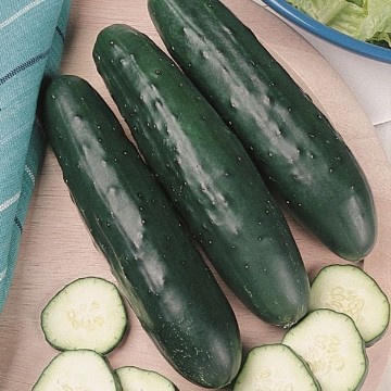 Slicing Cucumber, Slicing Cucumbers, Slicing Cucumber Seeds | Reimer Seeds