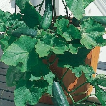 Slicing Cucumber, Slicing Cucumbers, Slicing Cucumber Seeds. Reimer Seeds