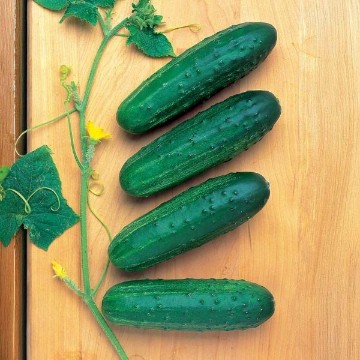 Little Leaf Cucumbers, Little Leaf Cucumber Seeds. Reimer Seeds