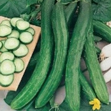 Slicing Cucumber, Slicing Cucumbers, Slicing Cucumber Seeds | Reimer Seeds