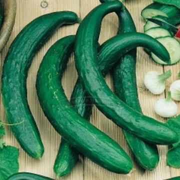 Slicing Cucumber, Slicing Cucumbers, Slicing Cucumber Seeds. Reimer Seeds