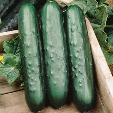 Slicing Cucumber, Slicing Cucumbers, Slicing Cucumber Seeds. Reimer Seeds