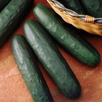 Slicing Cucumber, Slicing Cucumbers, Slicing Cucumber Seeds. Reimer Seeds