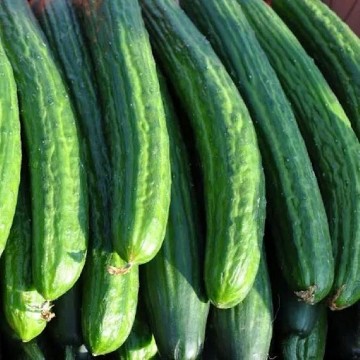Slicing Cucumber, Slicing Cucumbers, Slicing Cucumber Seeds. Reimer Seeds