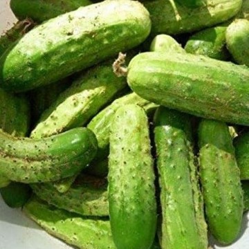 Slicing Cucumber, Slicing Cucumbers, Slicing Cucumber Seeds | Reimer Seeds