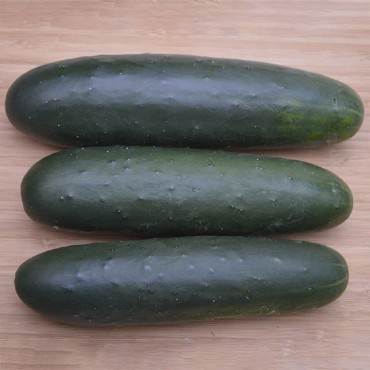 Disease Resistant Cucumbers. Reimer Seeds