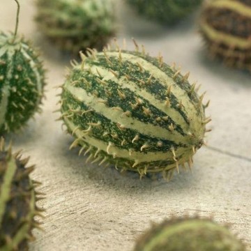 Gourmet Cucumbers, Gourmet Cucumber Seeds. Reimer Seeds
