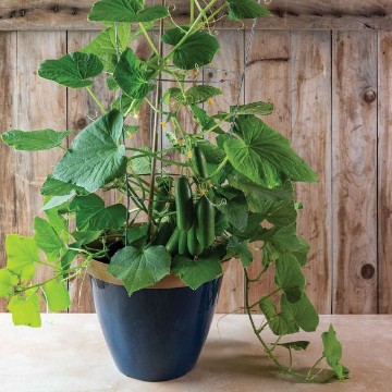 Seedless Cucumber, Seedless Cucumbers, Seedless Cucumber Seeds. Reimer ...