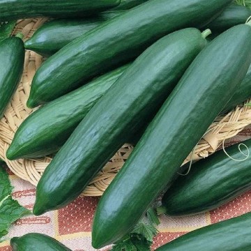 Bush Cucumber, Bush Cucumbers, Bush Cucumber Seeds. Reimer Seeds