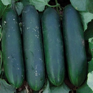 Slicing Cucumber, Slicing Cucumbers, Slicing Cucumber Seeds | Reimer Seeds