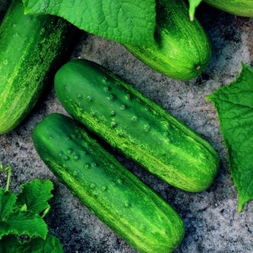 Cucumber, Cucumbers, Cucumber Seeds, Burpless Cucumber, Burpless ...