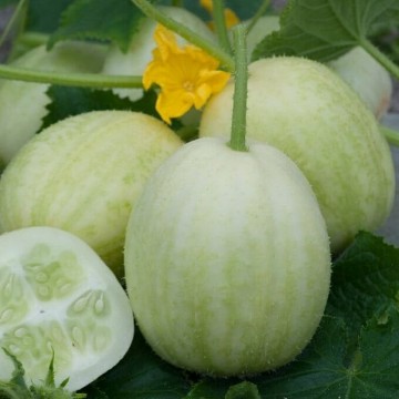 Slicing Cucumber, Slicing Cucumbers, Slicing Cucumber Seeds | Reimer Seeds