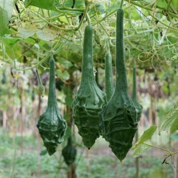 Gourds, Gourd Seeds. Reimer Seeds