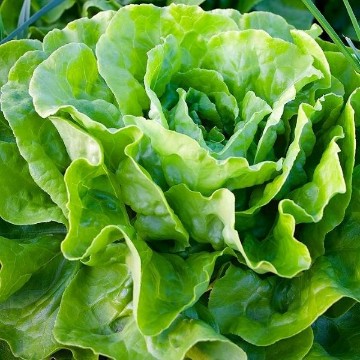 Lettuce from Germany, Lettuce Originating from Germany. Reimer Seeds