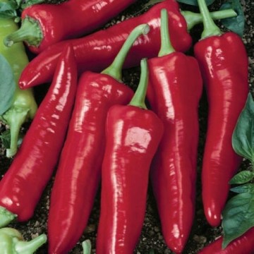 Goliath Jalapeno Peppers, Goliath Jalapeno Pepper Seeds. Reimer Seeds