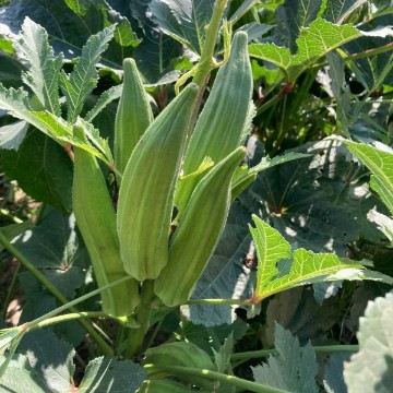 Okra, Okra Seeds | Reimer Seeds