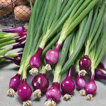 Red Onions, Red Onion Seeds. Reimer Seeds