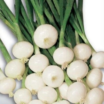 Short Day Onions, Short Day Onion Seeds | Reimer Seeds