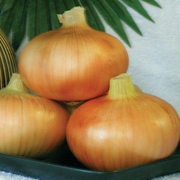 Short Day Onions, Short Day Onion Seeds | Reimer Seeds