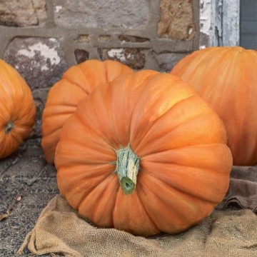 Giant Pumpkins, Giant Pumpkin Seeds. Reimer Seeds