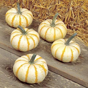 Specialty Pumpkins, Specialty Pumpkin Seeds. Reimer Seeds