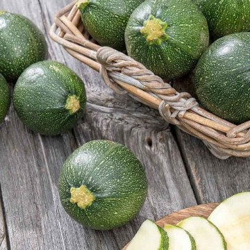 Zucchini Squash, Zucchini Squash Seeds. Reimer Seeds