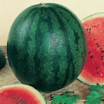 Ice Box Size Watermelons, Ice Box Size Watermelon Seeds. Reimer Seeds