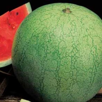 Ice Box Size Watermelons, Ice Box Size Watermelon Seeds. Reimer Seeds