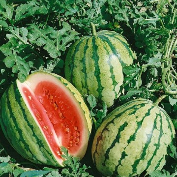 Giant Watermelons, Giant Watermelon Seeds. Reimer Seeds