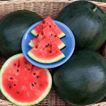 Cold Tolerant Watermelons, Cold Tolerant Watermelon Seeds. Reimer Seeds
