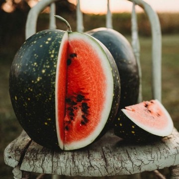 Giant Watermelons, Giant Watermelon Seeds. Reimer Seeds