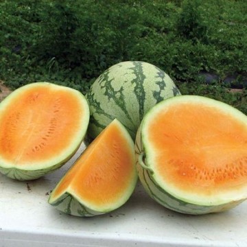 Seedless Watermelons, Seedless Watermelon Seeds | Reimer Seeds