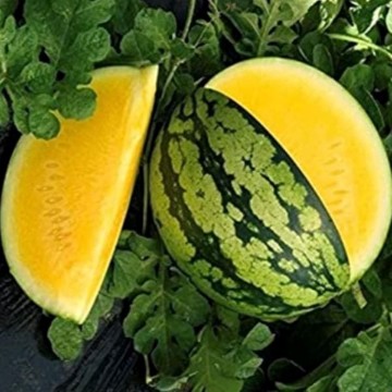 Seedless Watermelons, Seedless Watermelon Seeds | Reimer Seeds