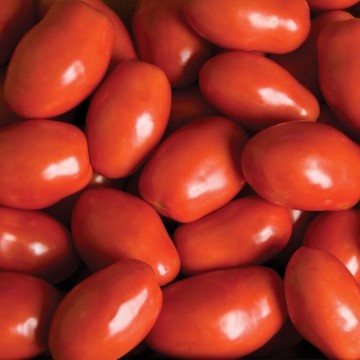 Tomato P. Reimer Seeds
