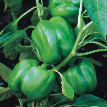 Sweet Pepper B. Reimer Seeds