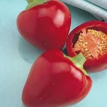 Sweet Pepper P. Reimer Seeds